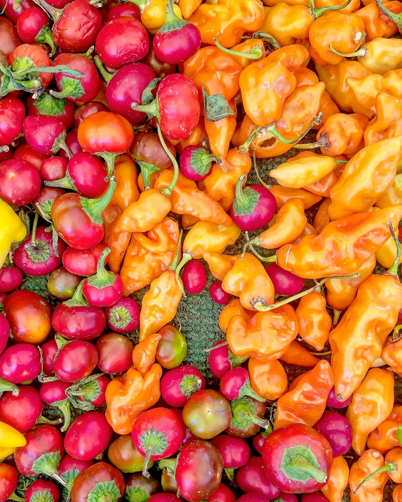 Recipe: Marinated Calabrian Chilis – Claire Aucella