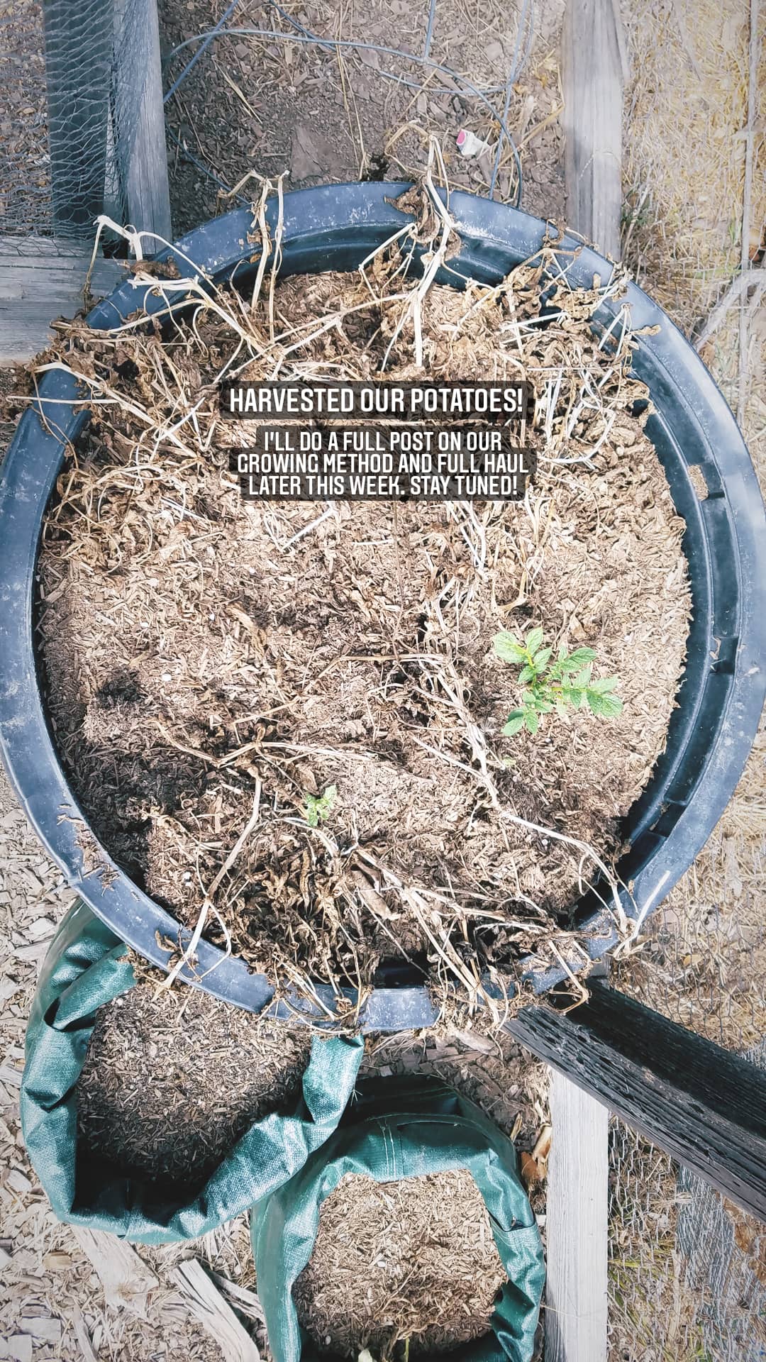 We Grew Potatoes! – Claire Aucella